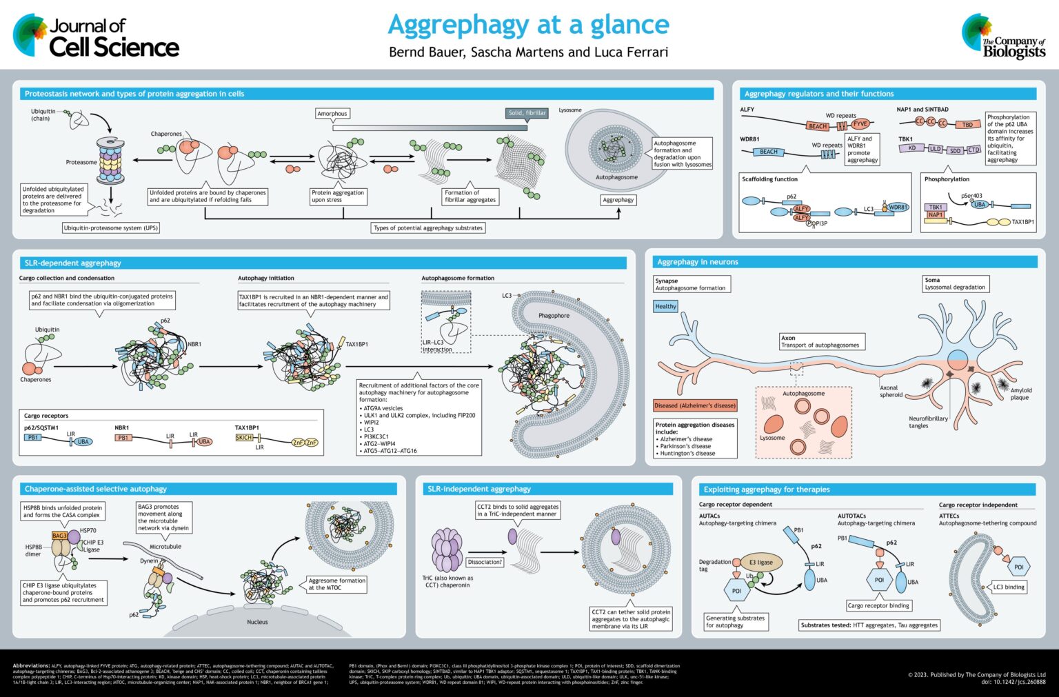 Aggrephagy at a glance • Targeted Protein Degradation